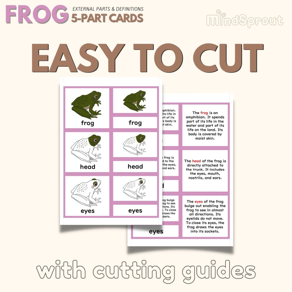 Parts of the Frog and Other Amphibians Nomenclature