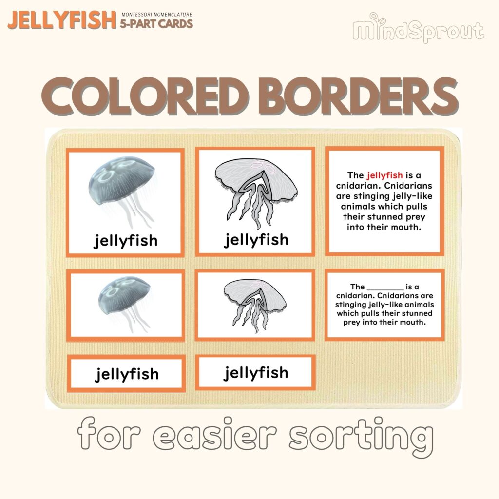 Parts of the Jellyfish and other Cnidarians Nomenclature