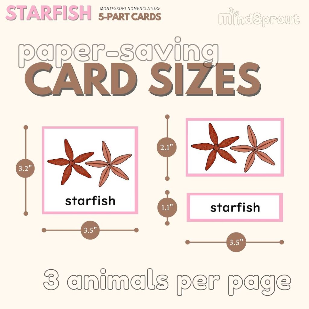 Parts of the Starfish and other Echinoderms Nomenclature