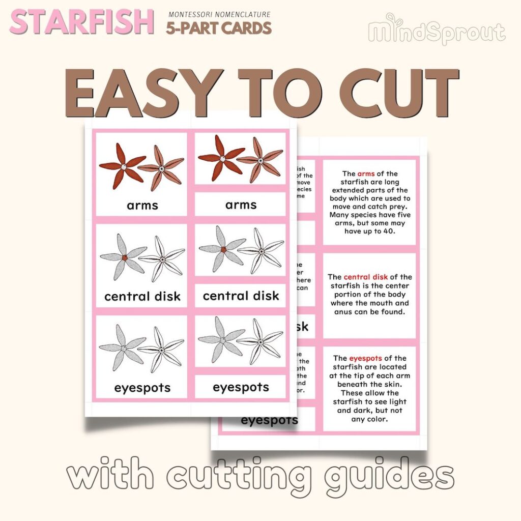 Parts of the Starfish and other Echinoderms Nomenclature