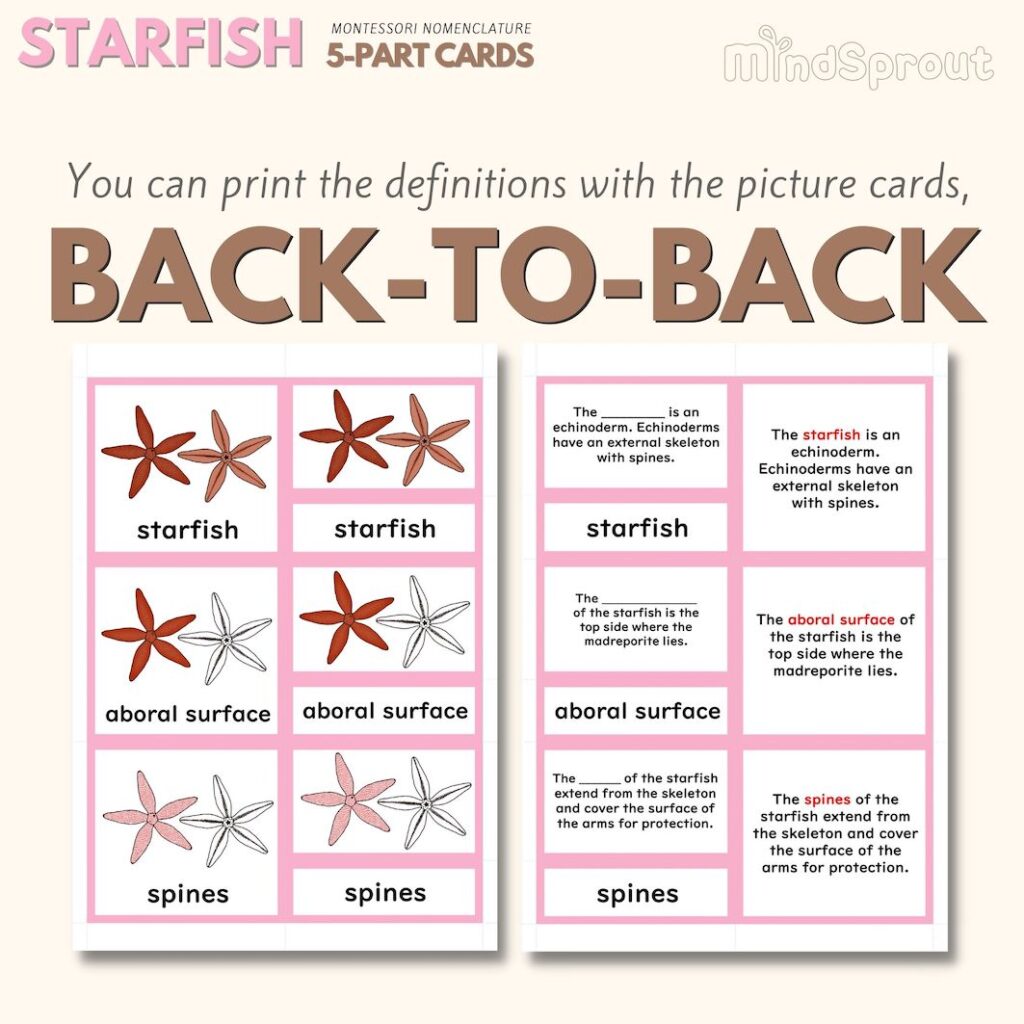 Parts of the Starfish and other Echinoderms Nomenclature