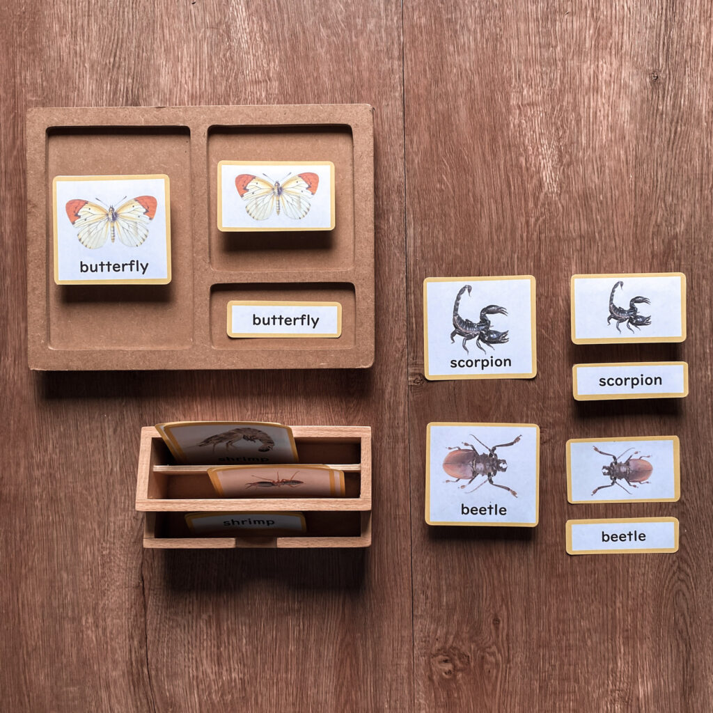 Parts of the Butterfly and other Arthropods Nomenclature