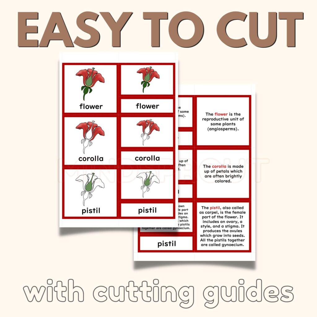 Parts of the Flower 5-Part Cards and Booklets