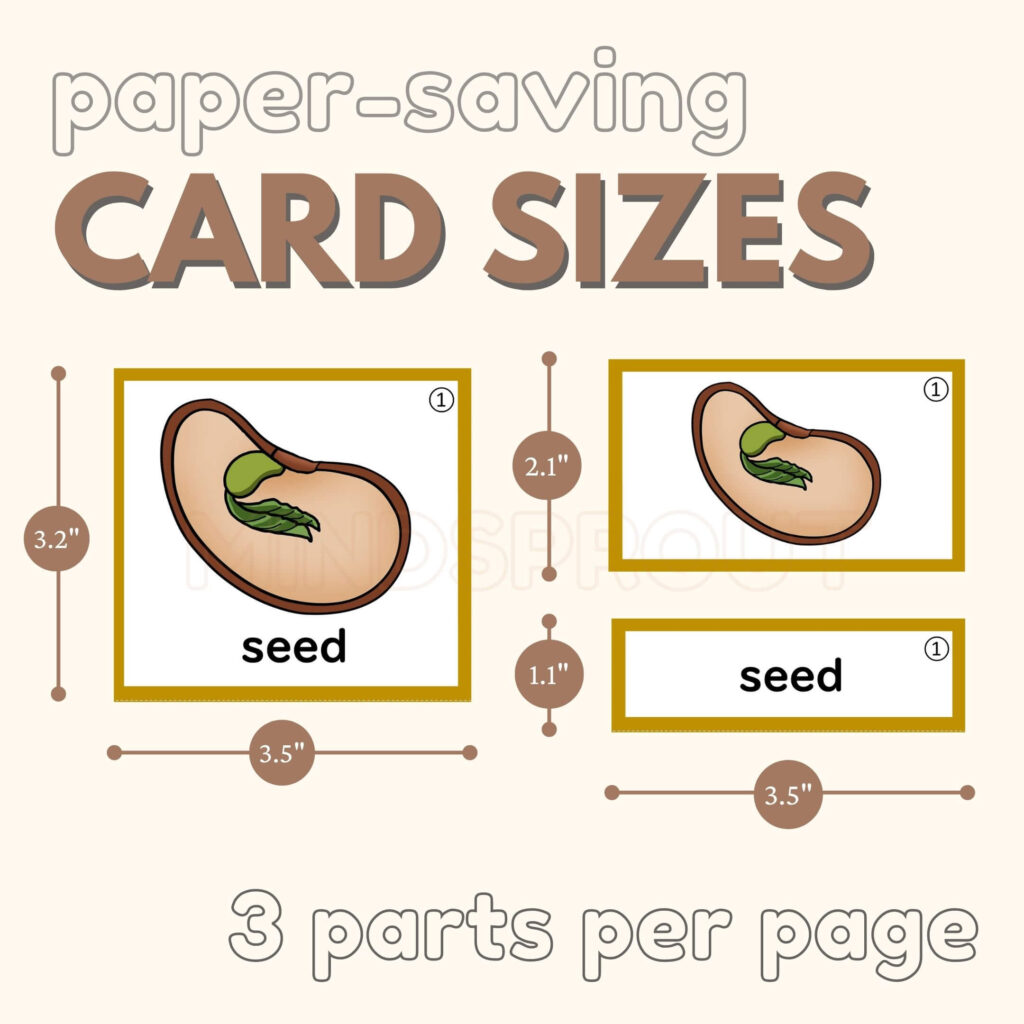 Plant Life Cycle with Parts 5-Part Cards & Booklets