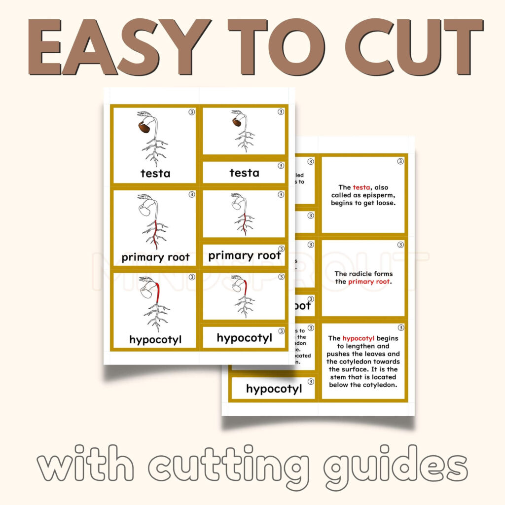 Plant Life Cycle with Parts 5-Part Cards & Booklets