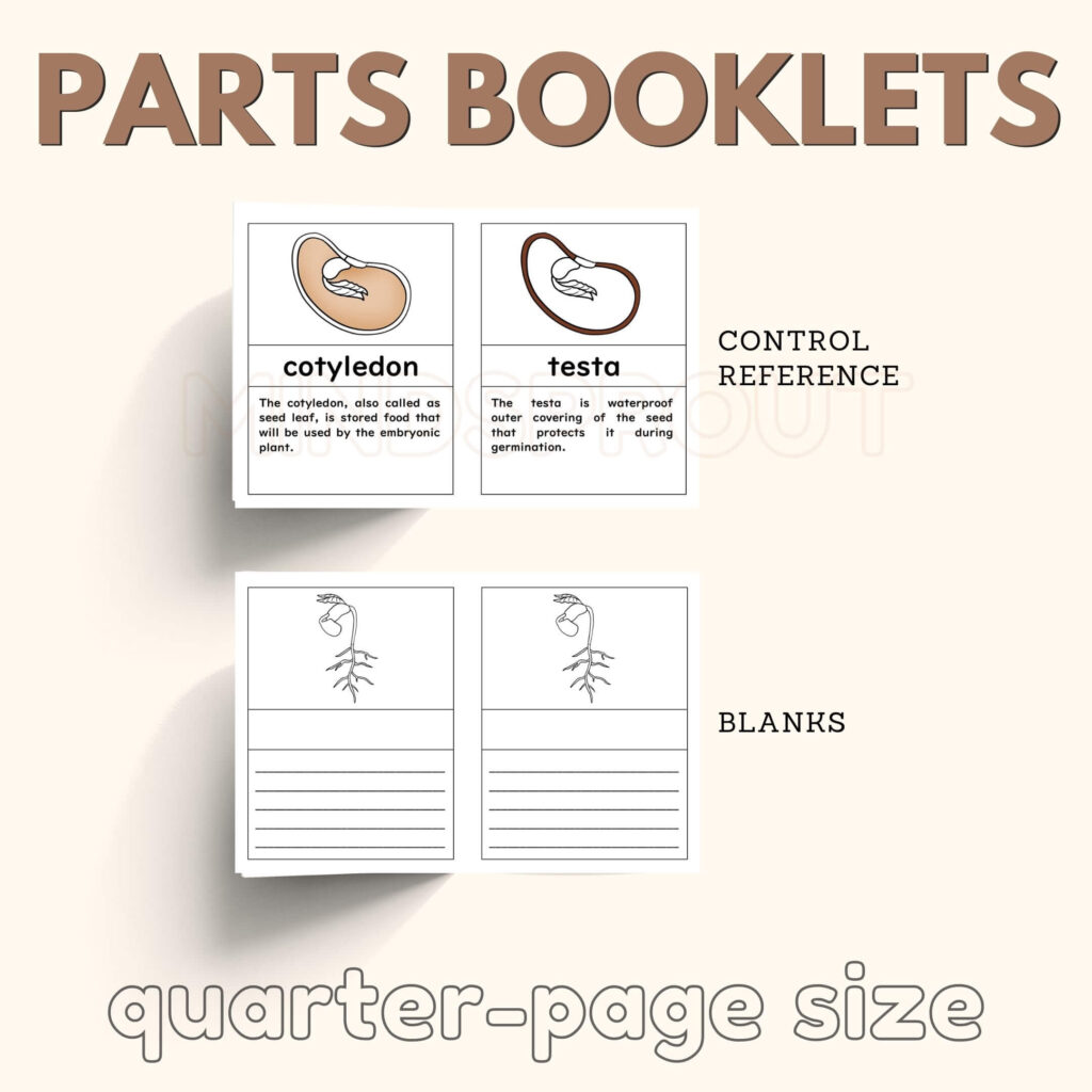 Plant Life Cycle with Parts 5-Part Cards & Booklets
