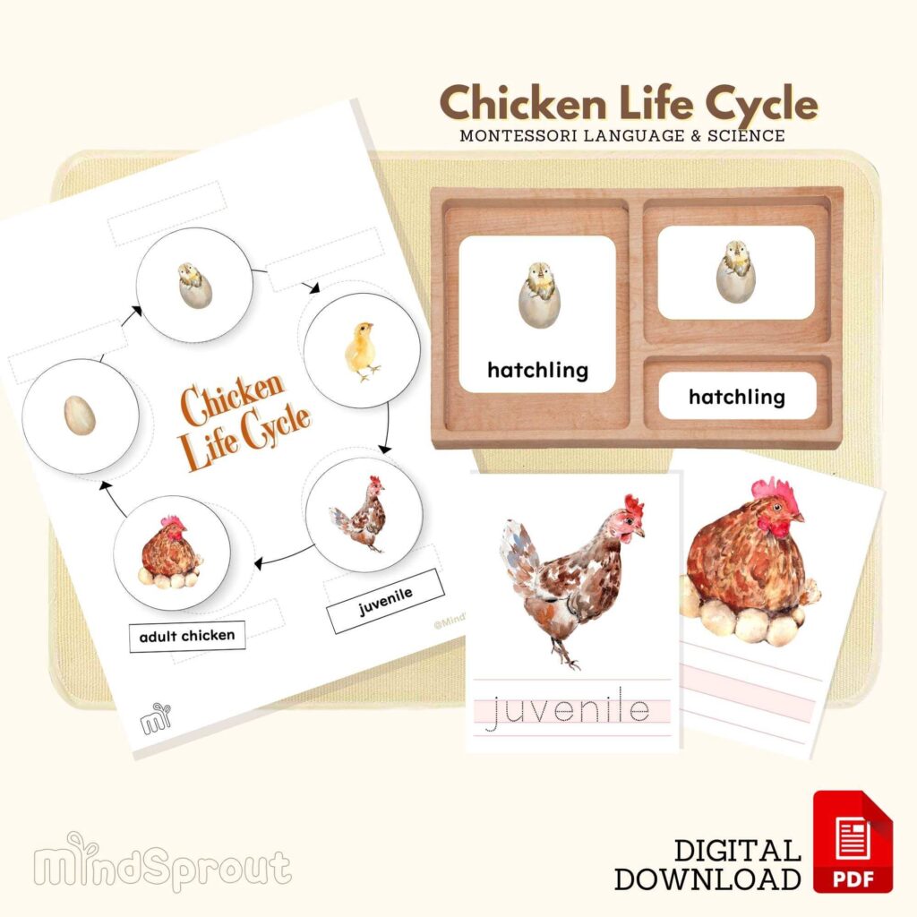 Life Cycle of a Chicken 3-Part Cards & More