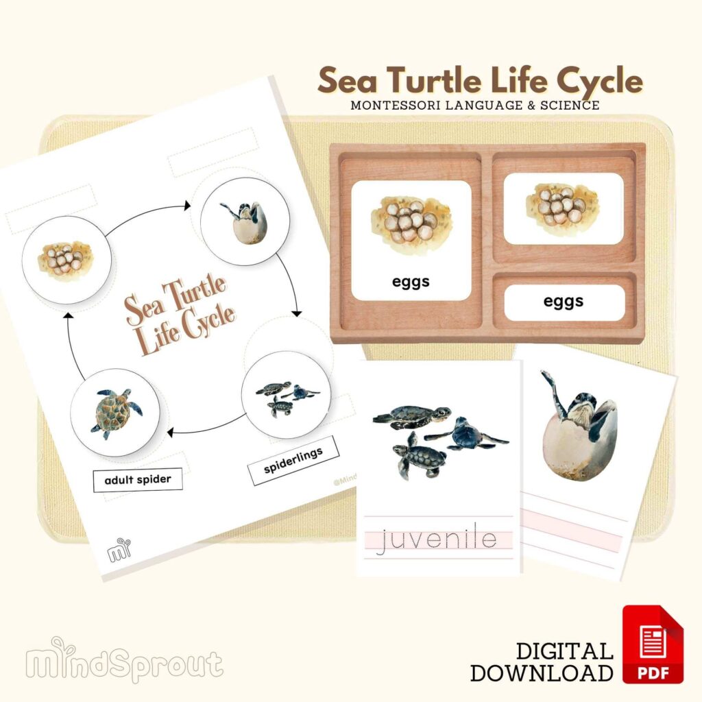 Life Cycle of a Sea Turtle 3-Part Cards & More