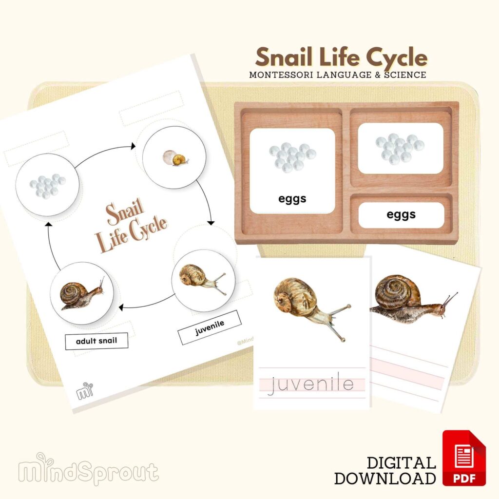 Life Cycle of a Snail 3-Part Cards & More