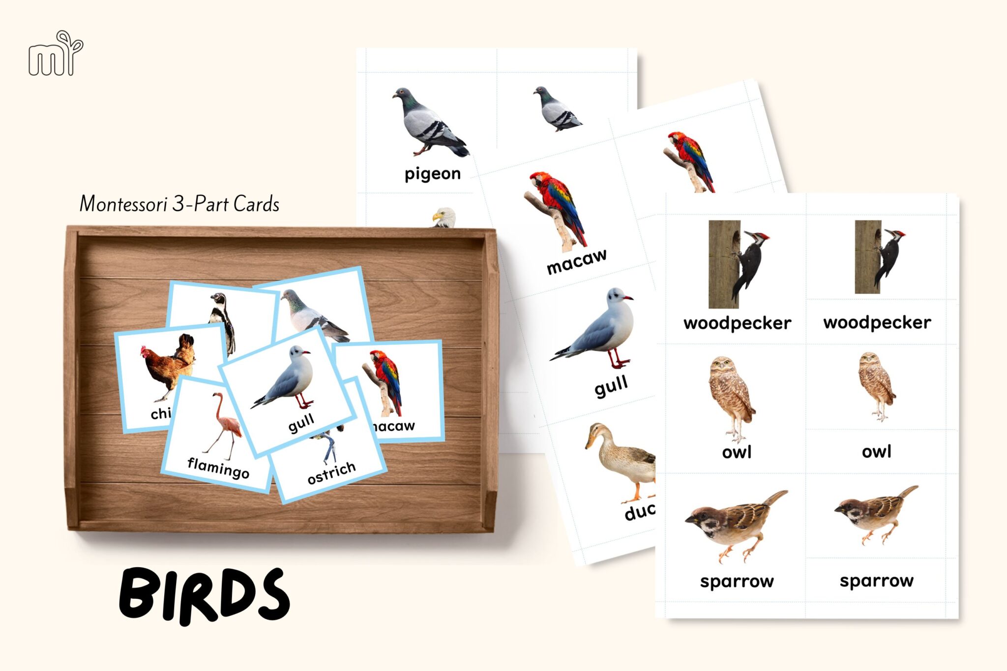 Parts of the Bird & Other Birds Nomenclature