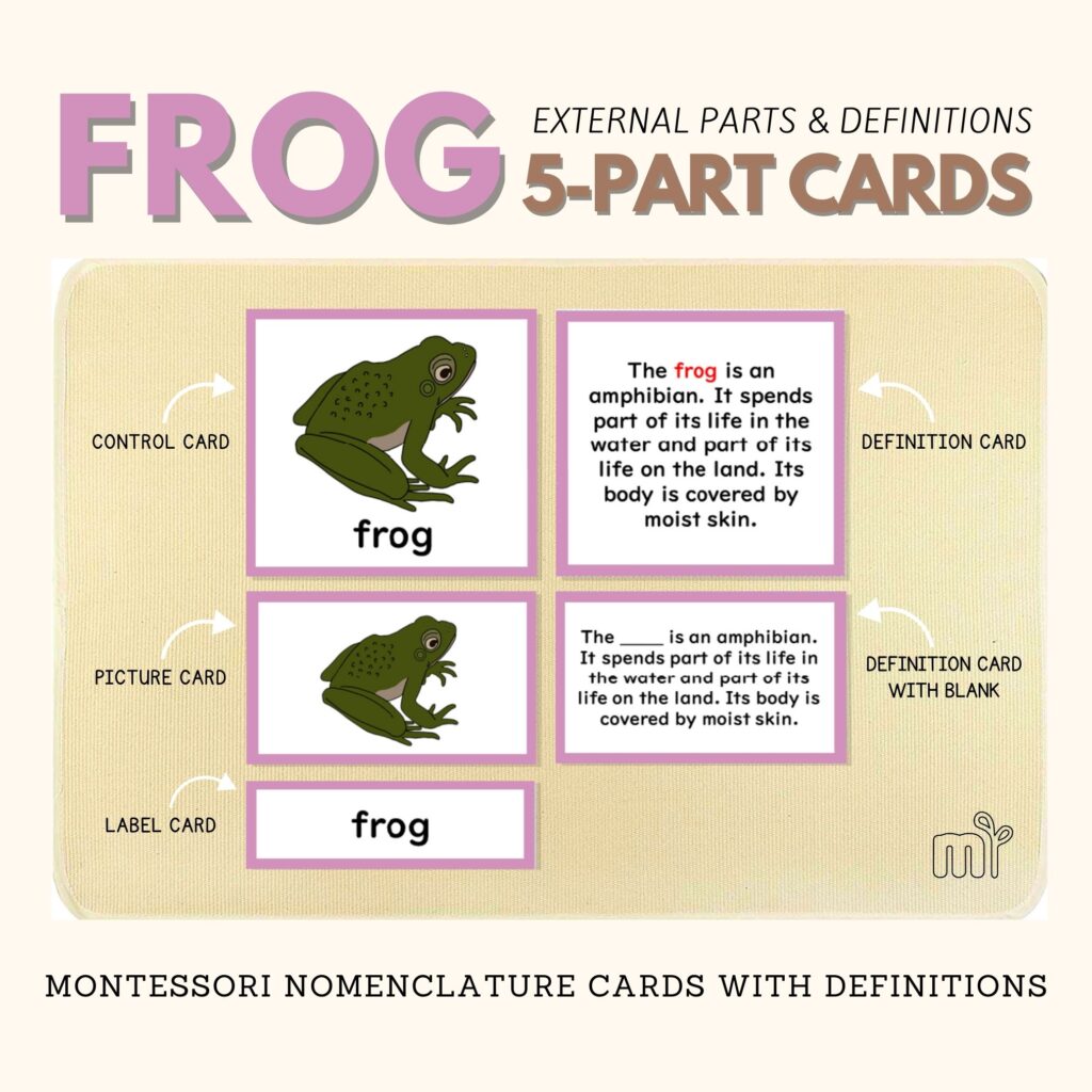 Parts of the Frog and Other Amphibians Nomenclature