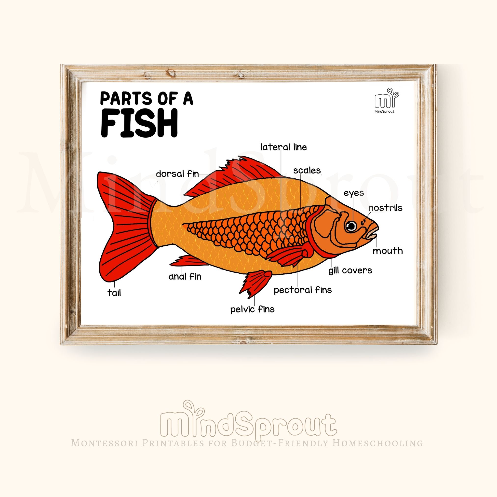Montessori Materials for Parts of the Fish Activity
