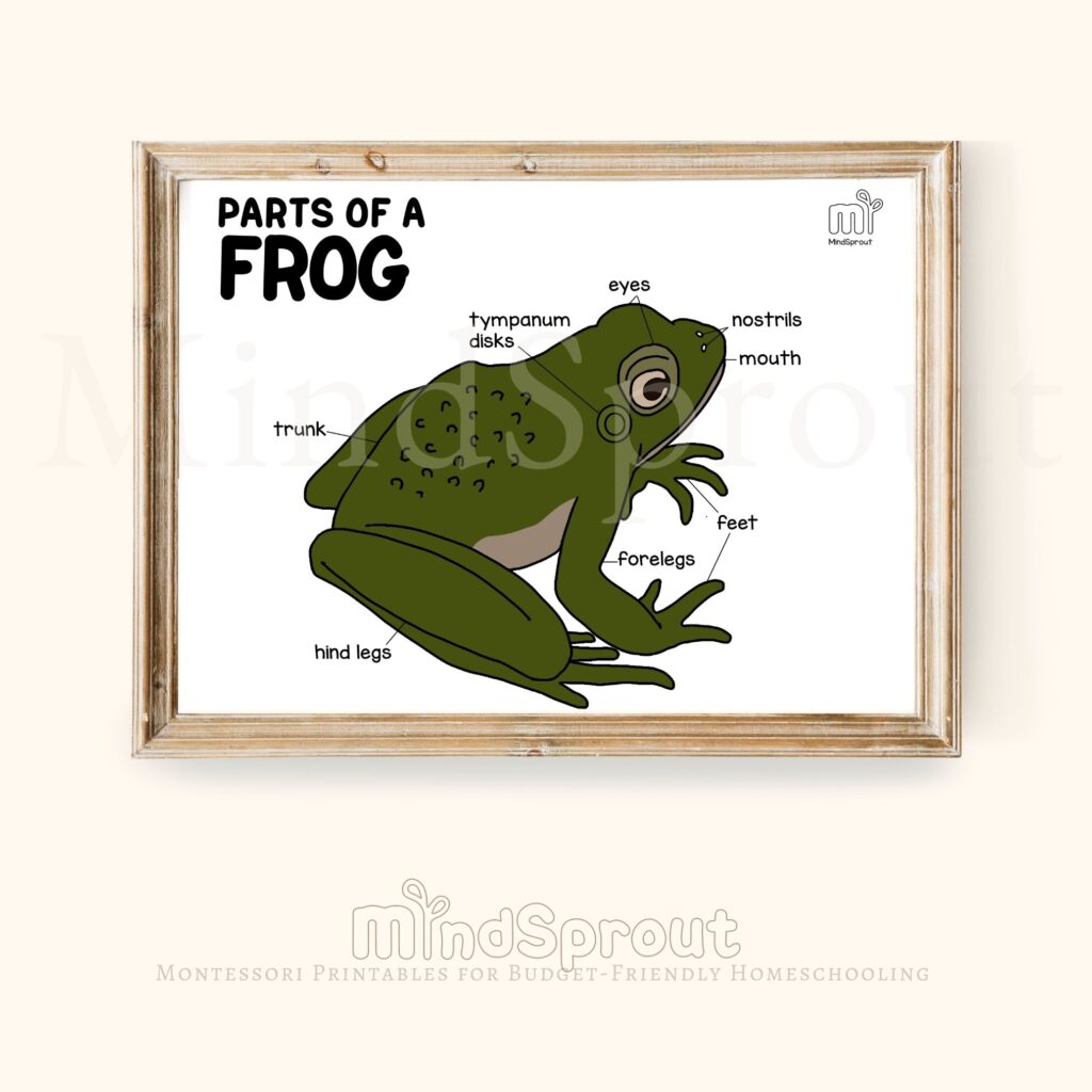 Parts of the Frog and Other Amphibians Nomenclature
