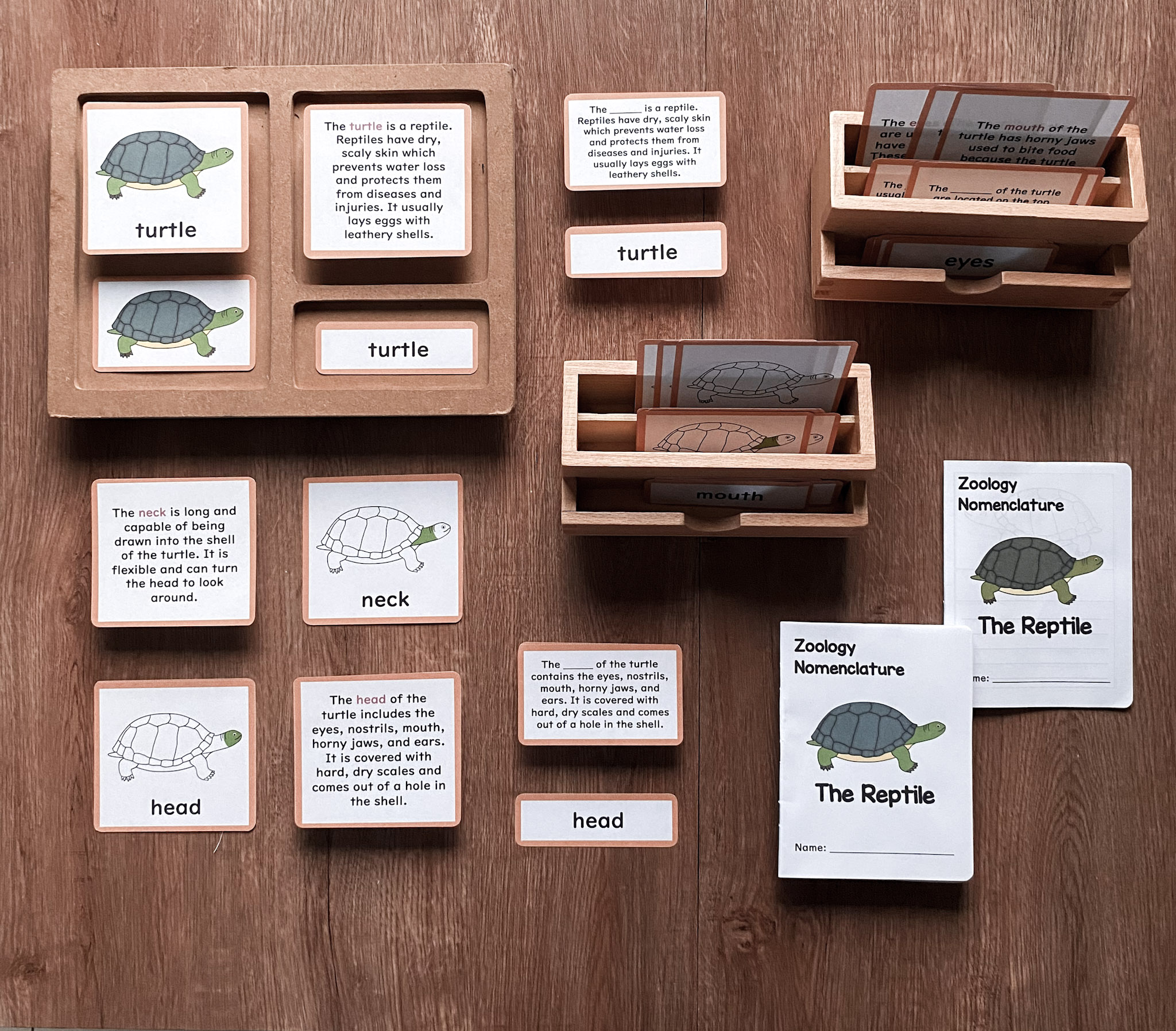 Montessori Materials for Parts of the Turtle Activity