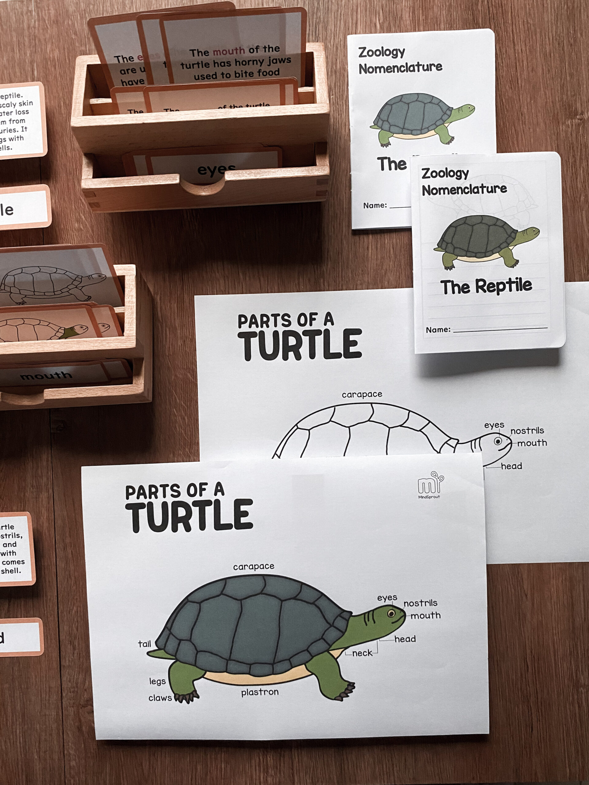 Parts of the Turtle & Other Reptiles Nomenclature