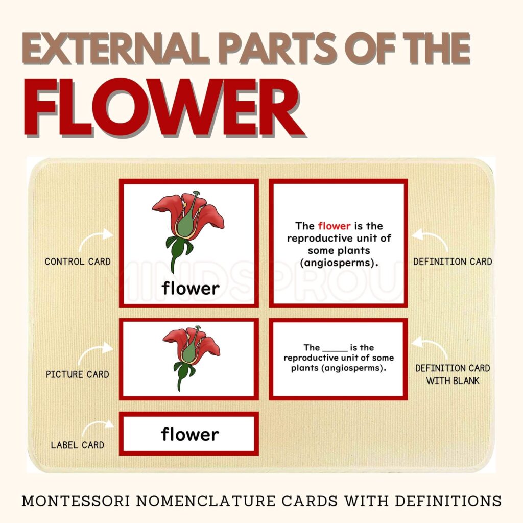 Parts of the Flower 5-Part Cards and Booklets
