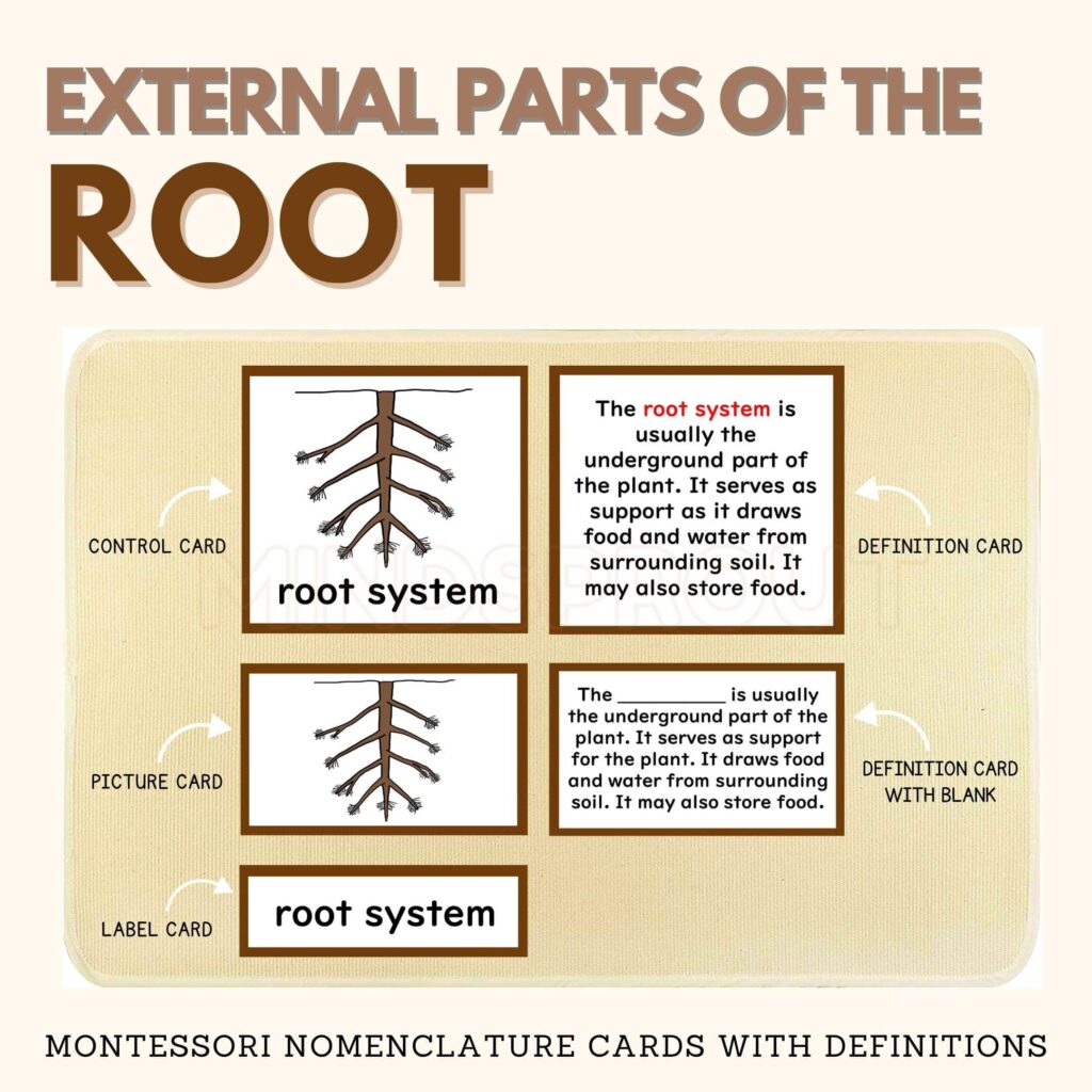 Parts of the Roots 5-Part Cards & Booklets