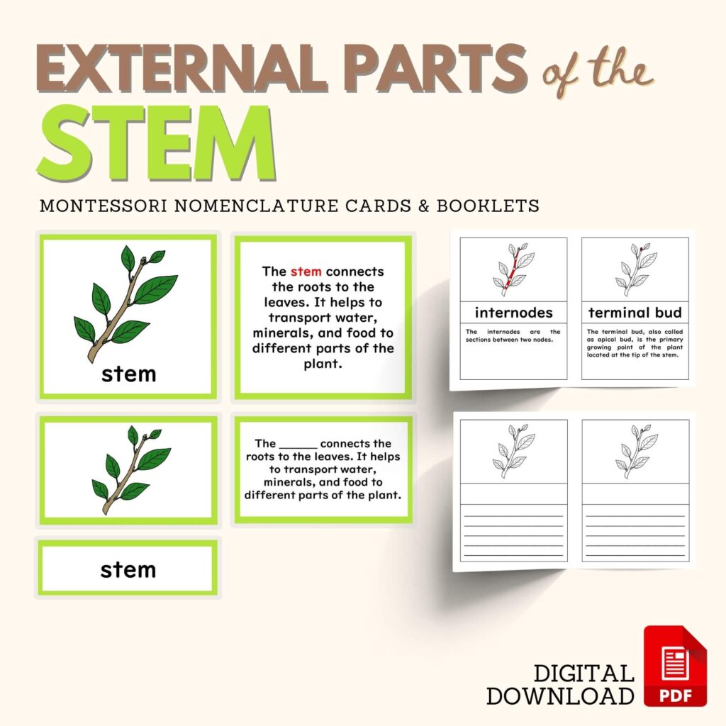 Parts of the Stem 5-Part Cards & Booklets