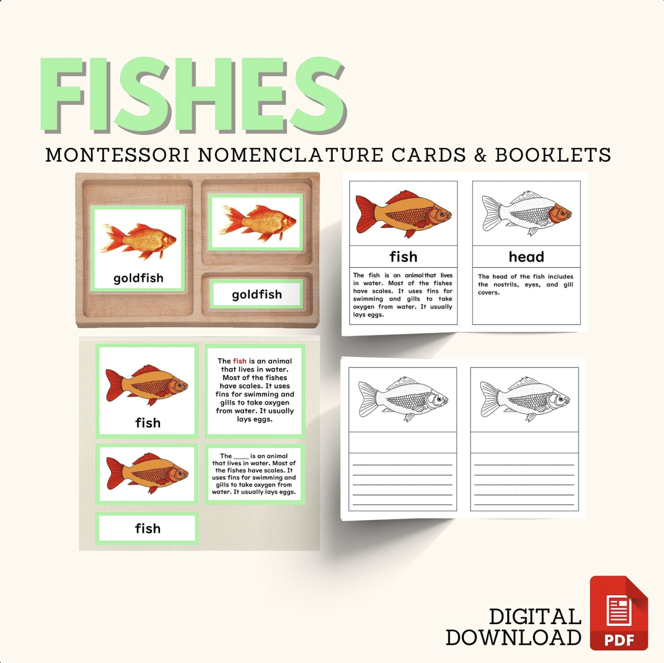 Parts of the Fish & Other Fishes Nomenclature