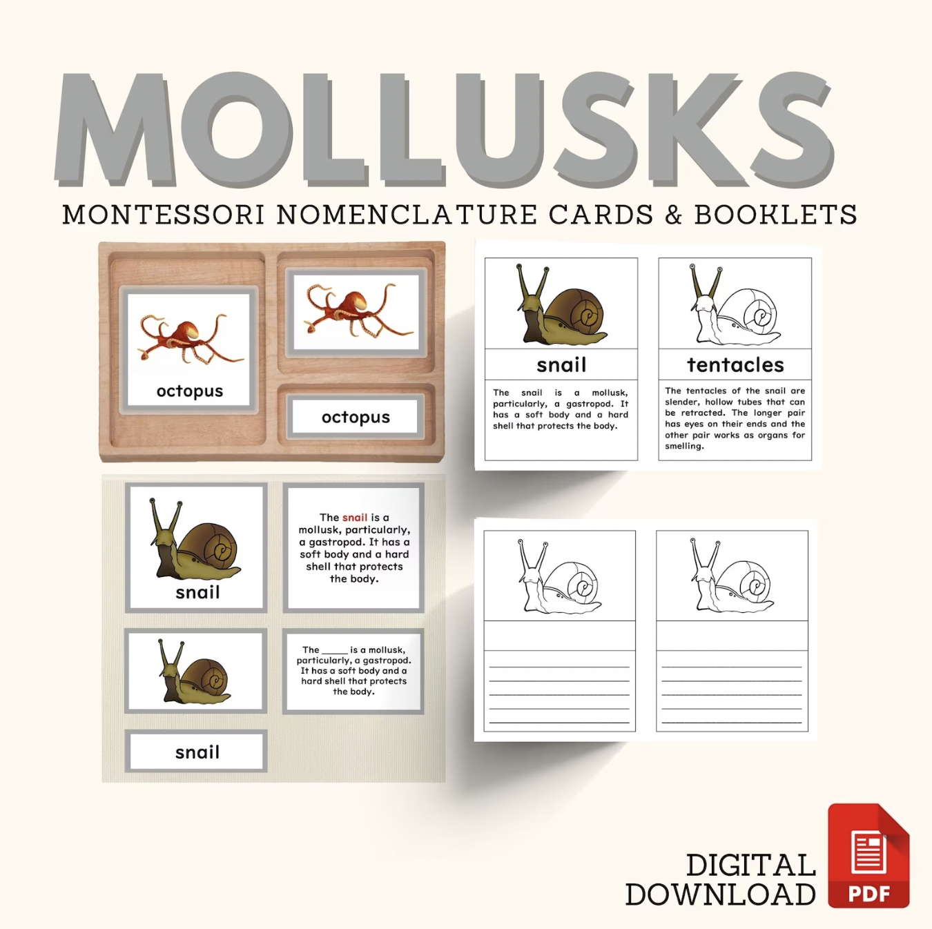 Parts of the Snail and other Mollusks Nomenclature