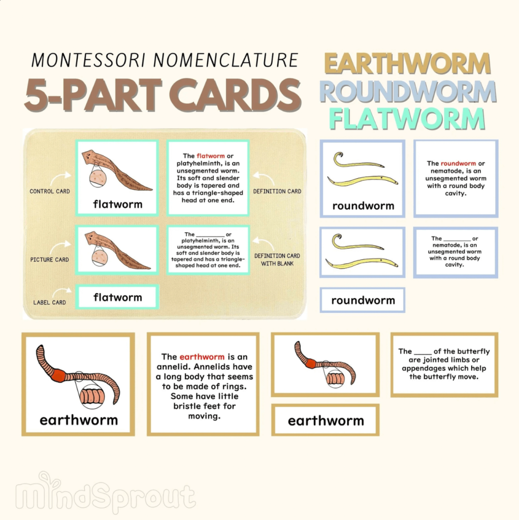 Parts of the Earthworm, Flatworm, and Roundworm Nomenclature