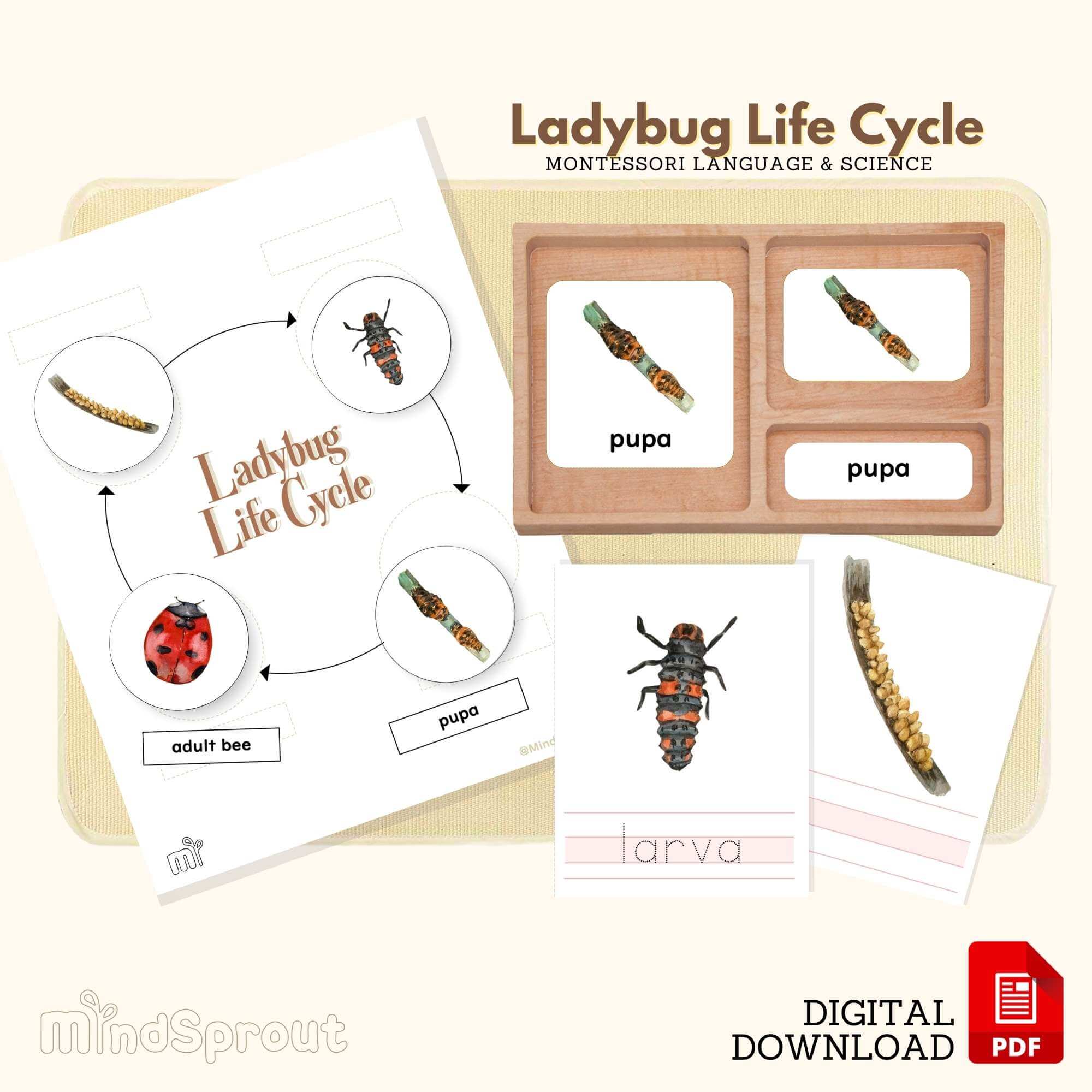 Life Cycle of a Ladybug 3-Part Cards & More
